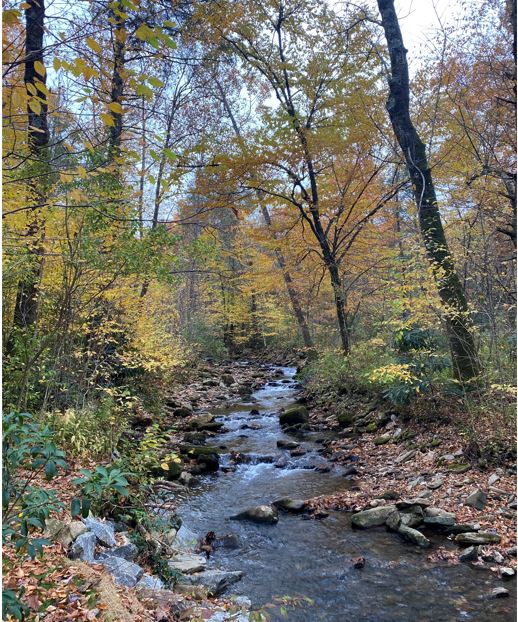 Neil's Creek - The Log Cabins on Neil's Creek